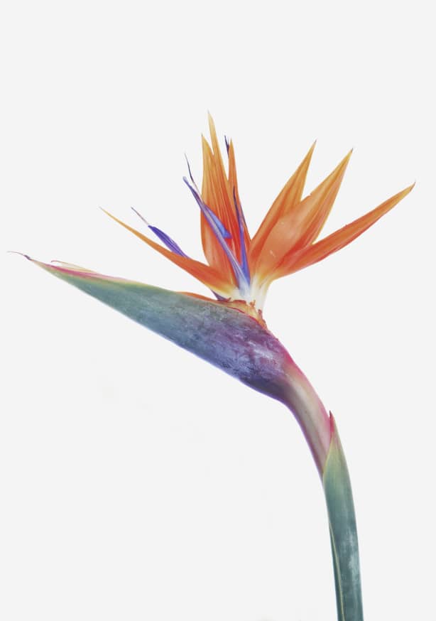 Quadro Exuberance - Obrah | Quadros e Posters para Transformar a Parede ...