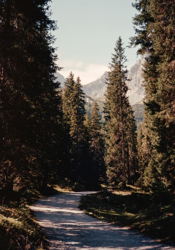 Quadro Analog Forest - Obrah | Quadros e Posters para Transformar a Parede
